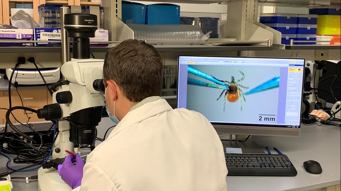 Tick lab at University of Maine analyzes ticks mailed by Mainers ...