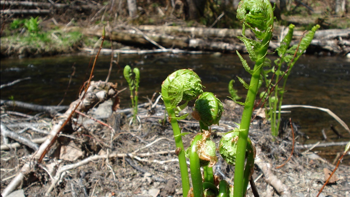 'Tis the season...for fiddleheads! | newscentermaine.com