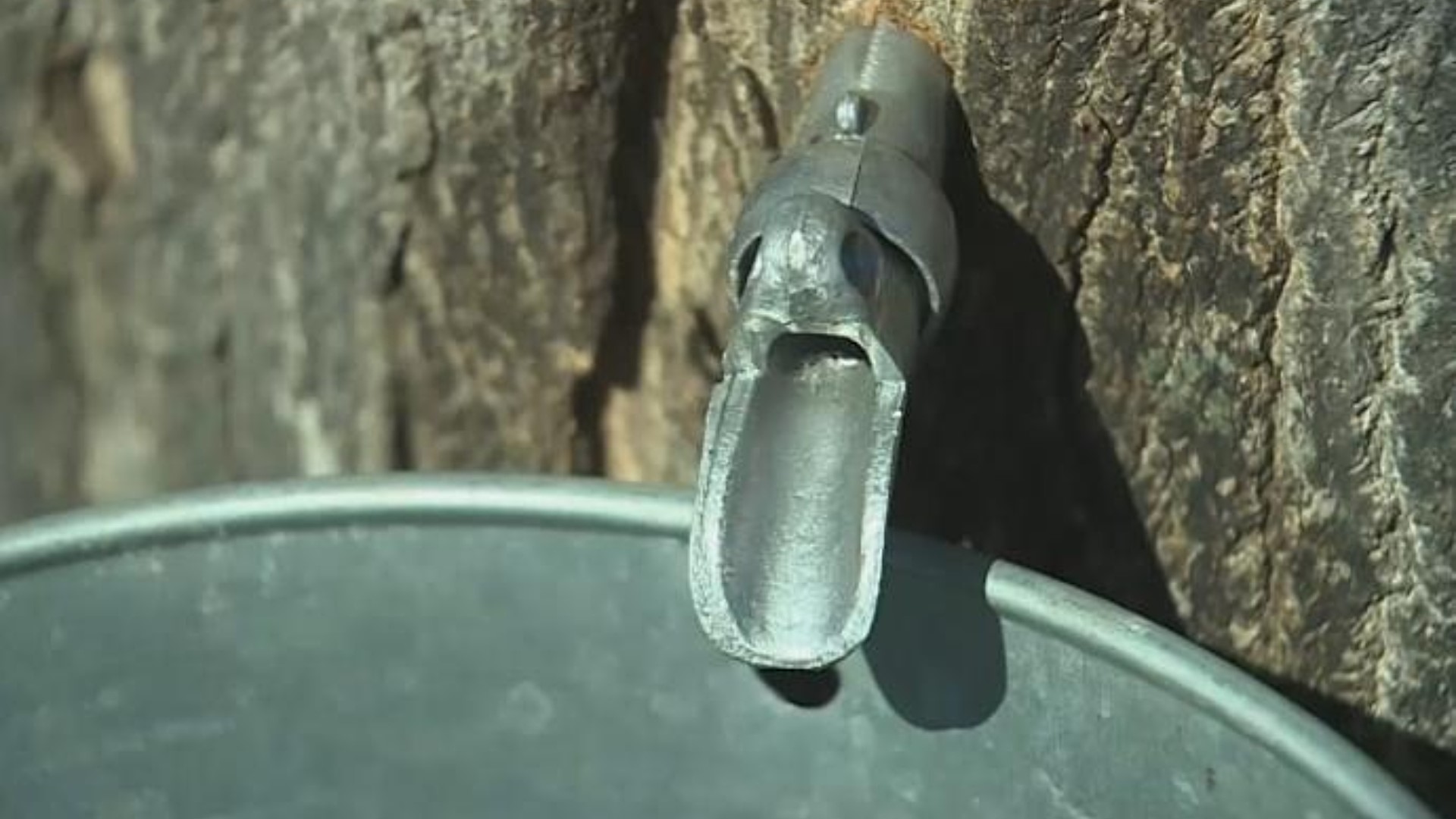 Time to get stuck on maple syrup amid Maine’s maples | newscentermaine.com