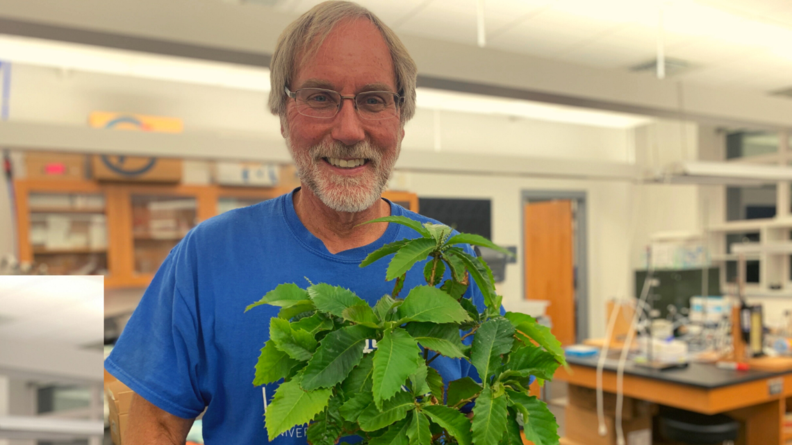 UNE professor working to restore the American chestnut tree one seed at ...