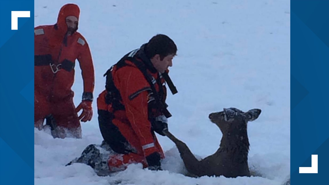 New Hampshire fire department earns PETA award for saving deer from icy ...