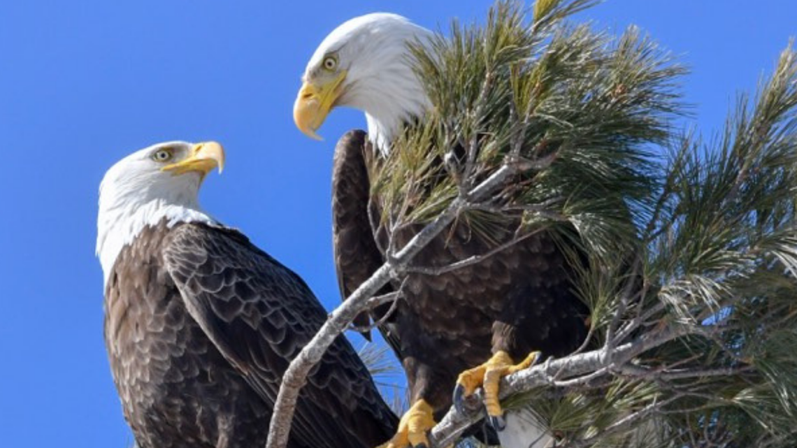 Something to squawk about: Bald eagle couple chronicled in Cumberland ...