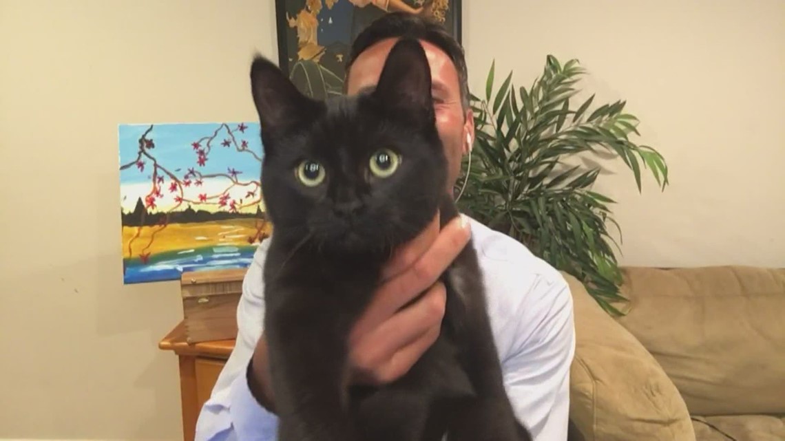 It's official. Todd Gutner is obsessed with his cat. | newscentermaine.com