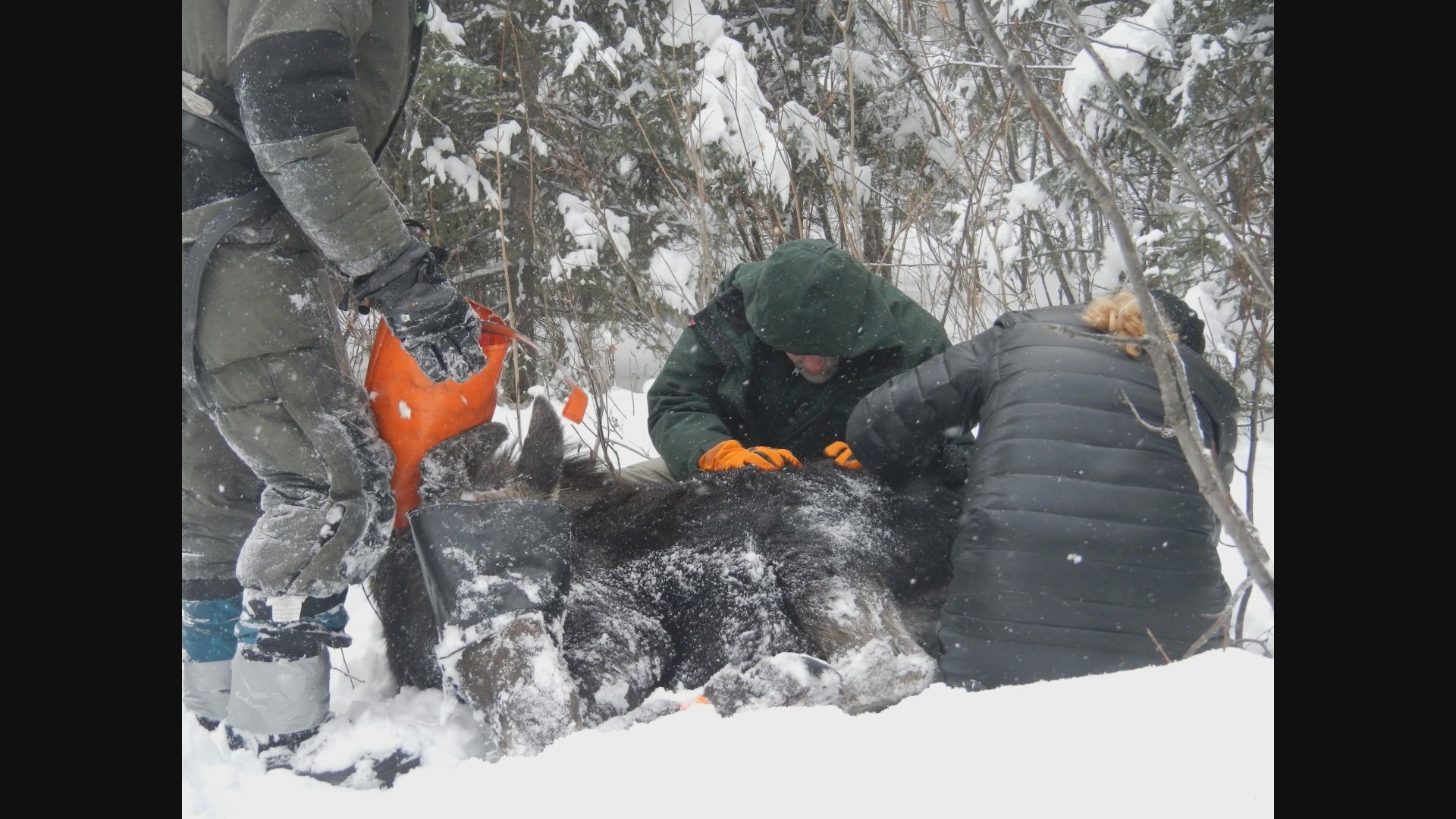 Ticks killing Maine moose at sometimes alarming rates | newscentermaine.com