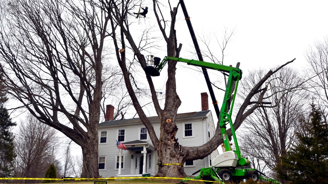 One of largest sugar maples in the US cut down in New Hampshire ...