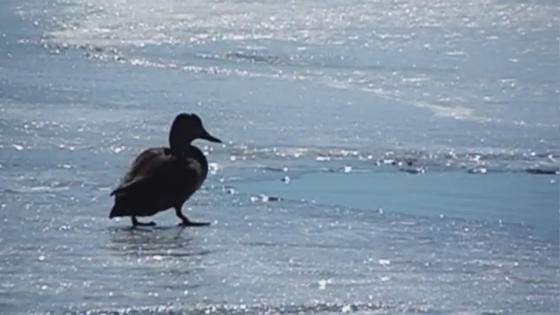 The little bird that could: Icebreaker duck succeeds | newscentermaine.com