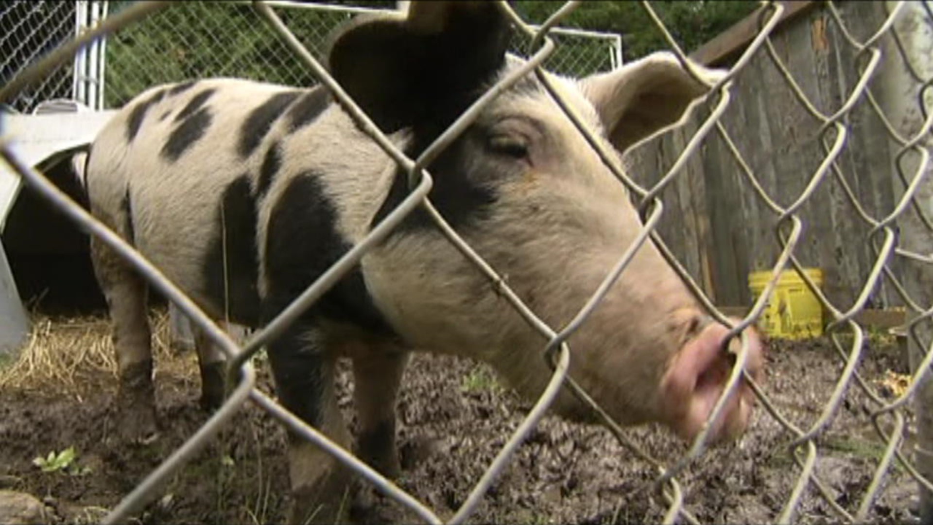 Oink oink, honk honk: Rogue pig goes hog wild in traffic ...