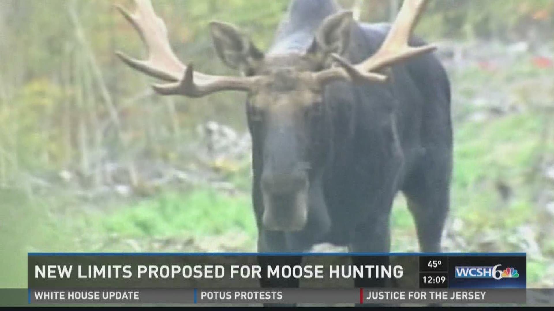 Moose Hunting permits | newscentermaine.com