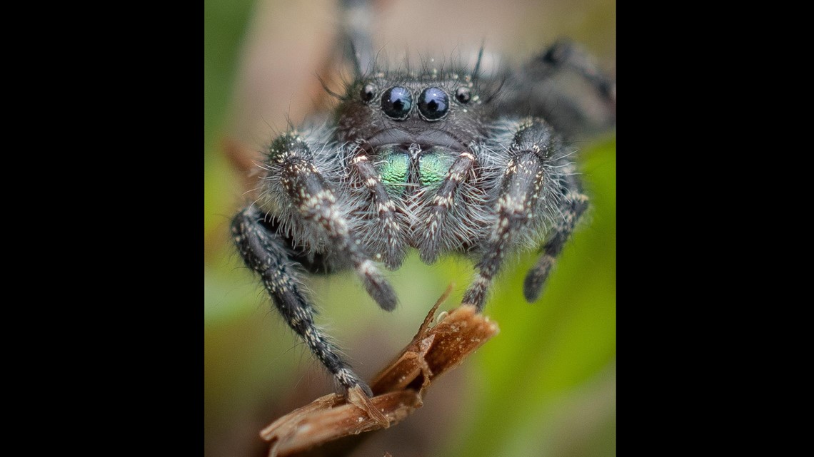 'There are spiders everywhere. There is probably a spider within three ...