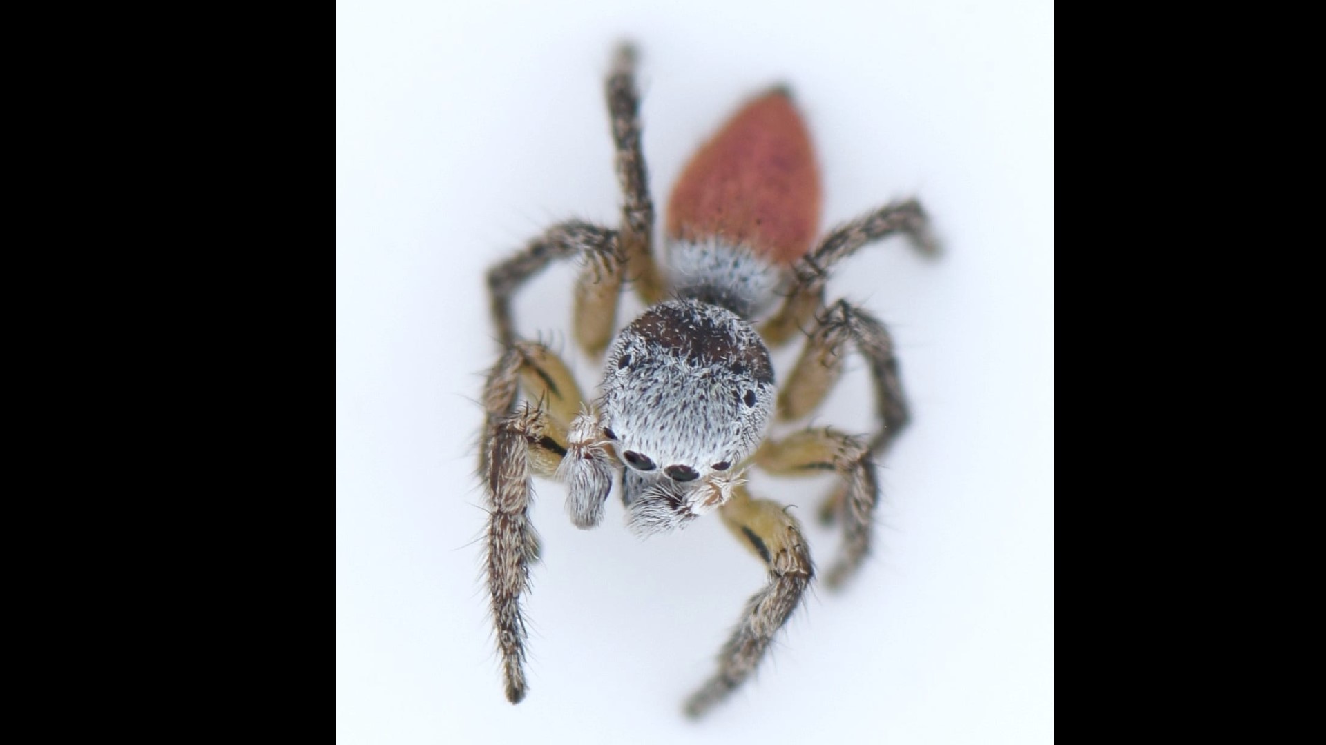 'There are spiders everywhere. There is probably a spider within three ...