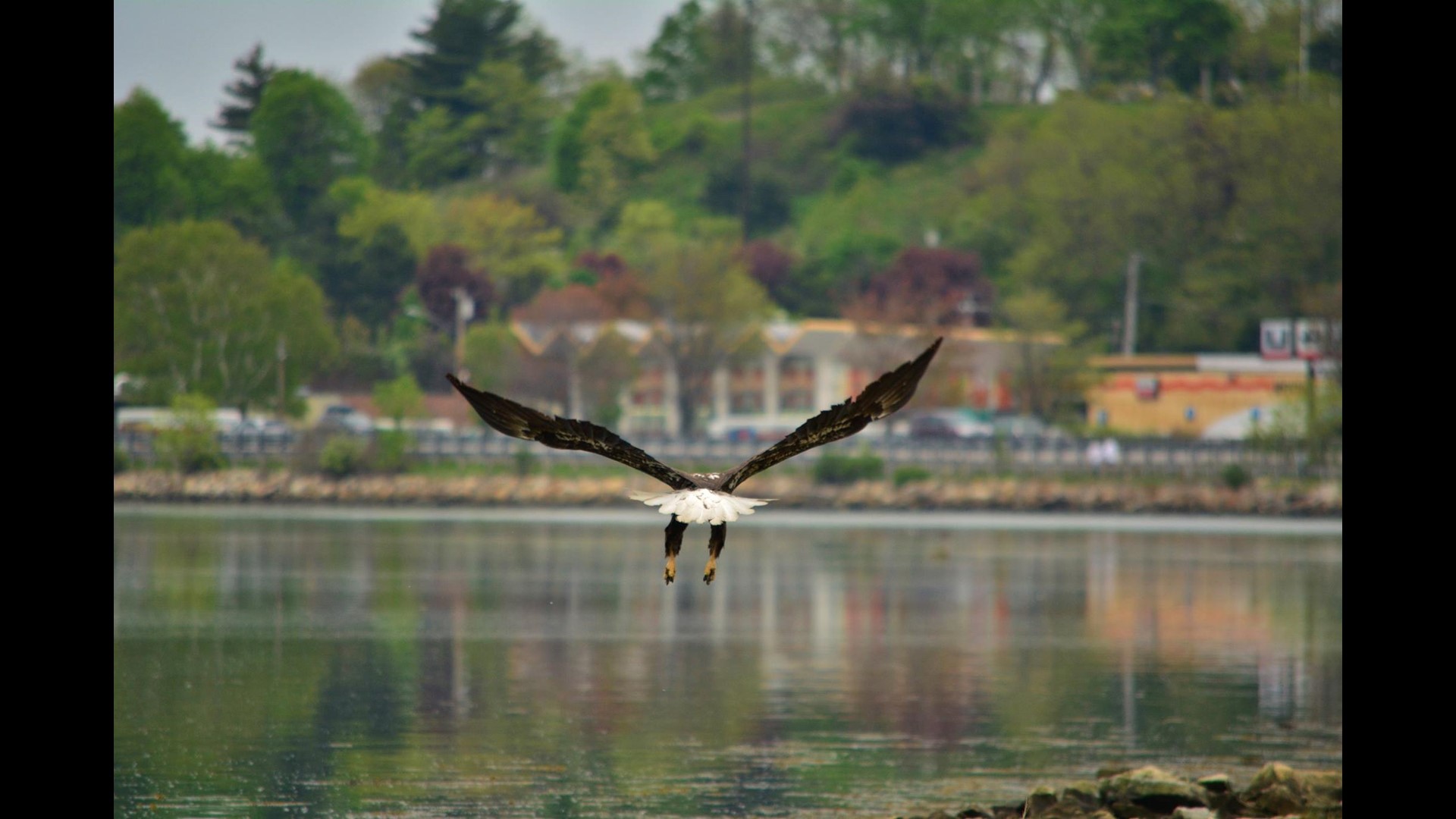 Photos: Adolescent eagle spotted in Portland's Back Cove ...