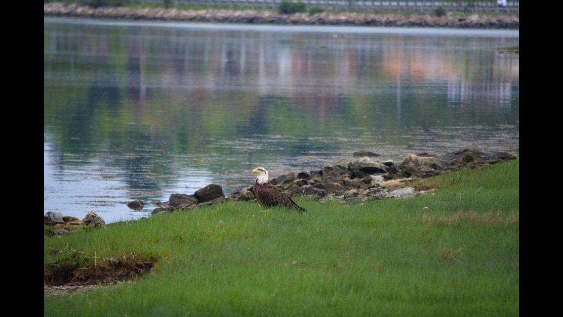 Photos: Adolescent eagle spotted in Portland's Back Cove ...