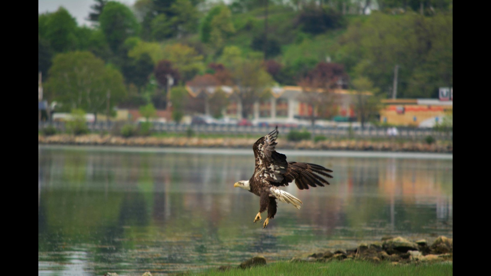 Photos: Adolescent eagle spotted in Portland's Back Cove ...