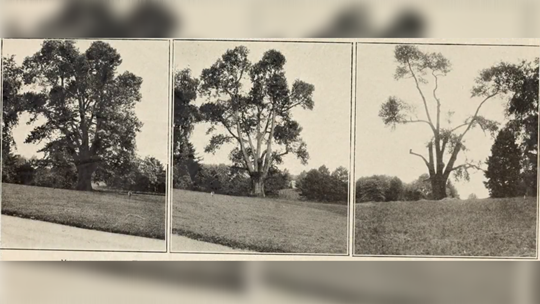 UNE professor working to restore the American chestnut tree one seed at ...