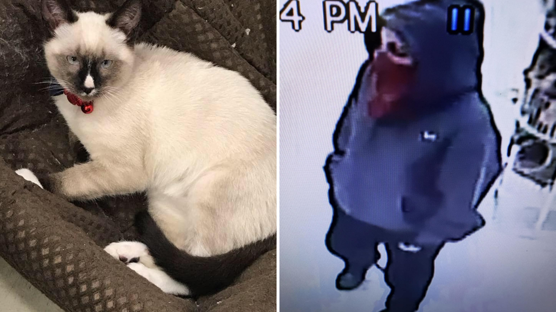 Maine pet store believes mascot cat was stolen | newscentermaine.com