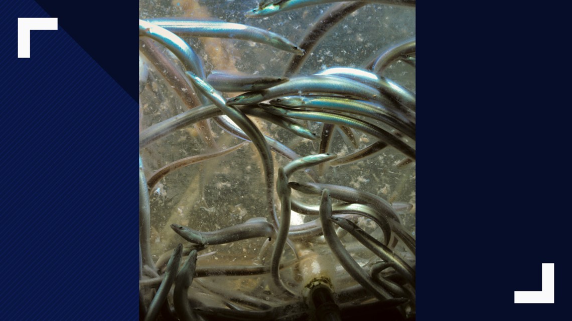 Maine's first eel season with new controls going swimmingly ...