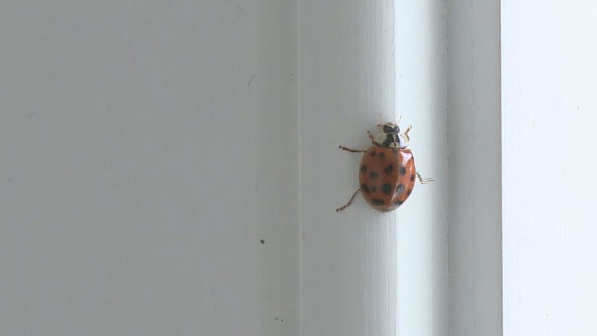 Ladybug-like insect could be harmful to pets | newscentermaine.com
