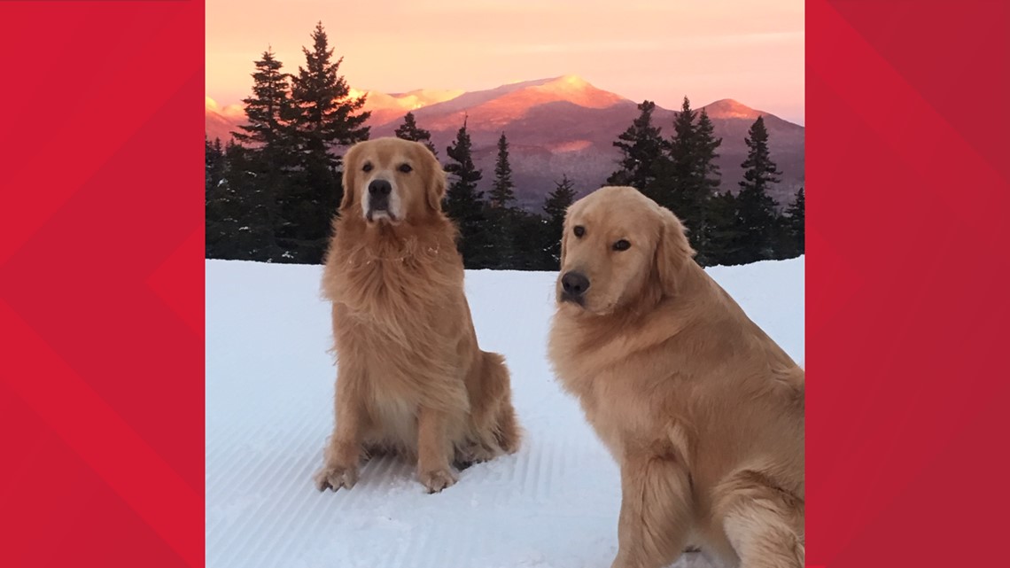 Golden retrievers summit Maine mountain on winter mornings ...