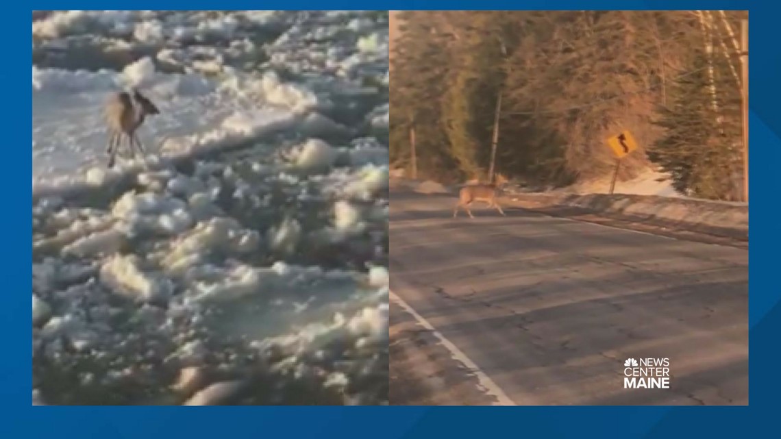 Amazing moment when a Maine deer trapped on floating ice gets to safety ...