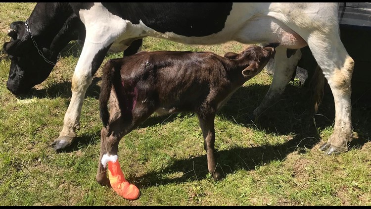 Neglected cows saved by small-town Maine nonprofit | newscentermaine.com