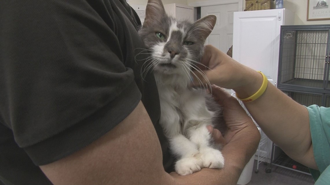 Cat found 10 years after going missing | newscentermaine.com