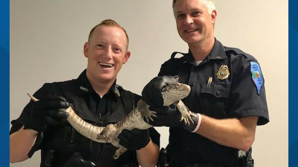 Trespassing lizard is most cold-blooded criminal ever to run afoul of ...