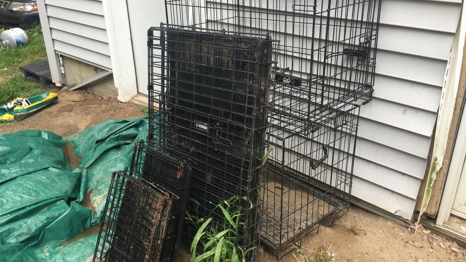 44 dogs seized from breeder in Brunswick, couple issued animal cruelty ...
