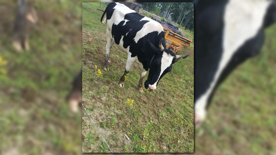 Owner, accused shooter both charged in killing of pet cow ...