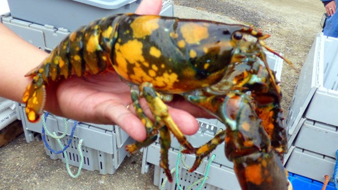 Rare calico and lavender lobsters being kept as pets by Maine family ...