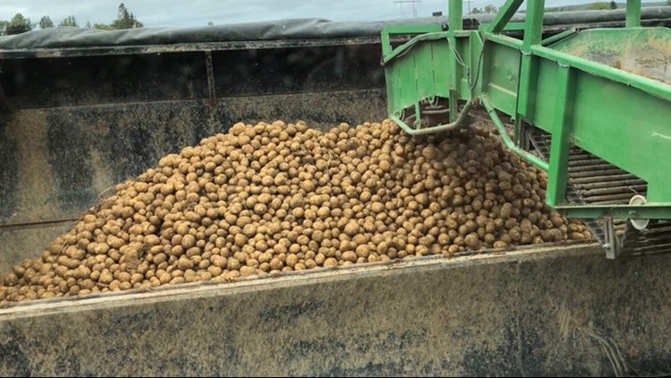 Maine’s newest potato available throughout New England ...