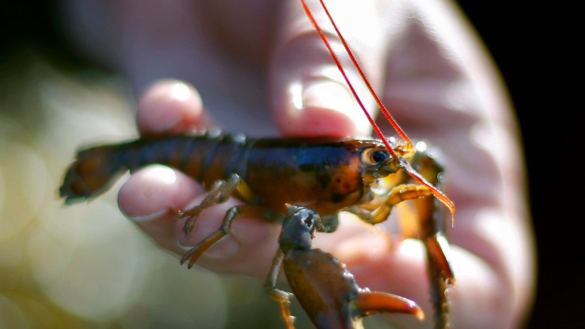 Baby lobster numbers spell trouble for shellfish population ...
