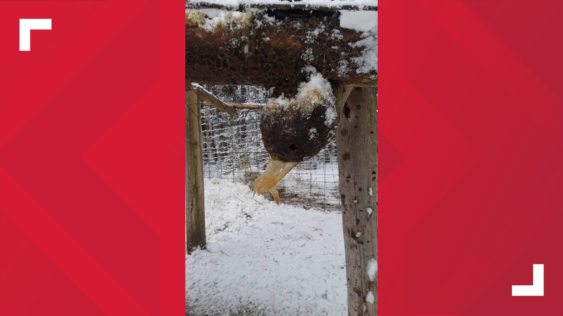 Maine man finds natural 'poopsicle' in turkey enclosure ...