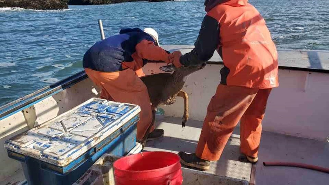 Maine fishermen snag unusual catch from the ocean | newscentermaine.com