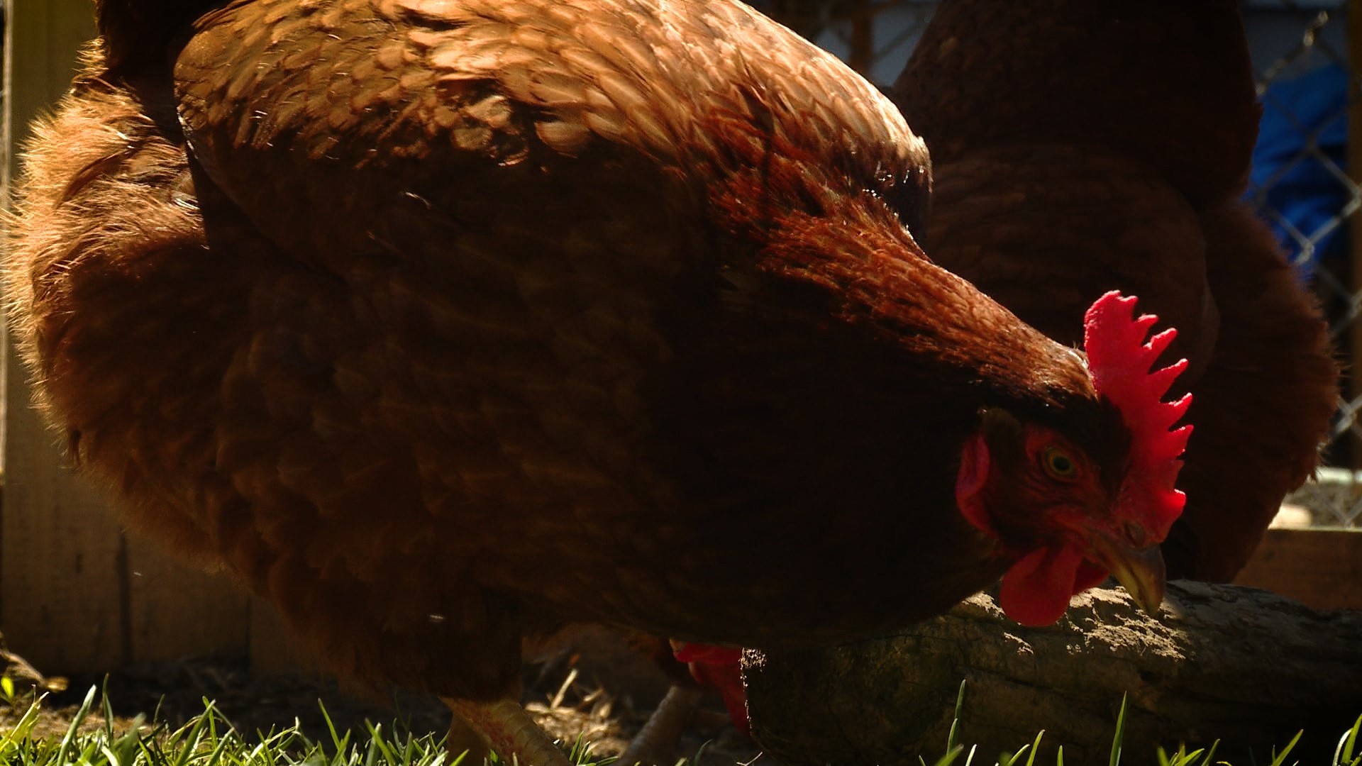 A Breath of Fresh Air: Hangin' with some Backyard Chickens ...