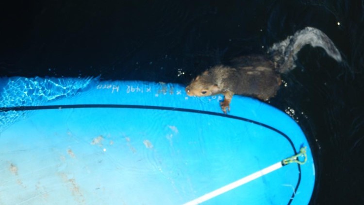 Did you know squirrels swim? Some even try to paddleboard ...