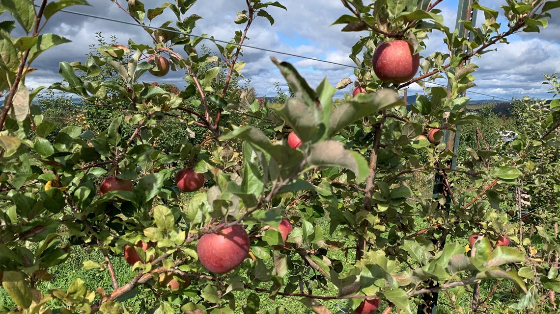 A long time apple farm is pressing on for future generations ...