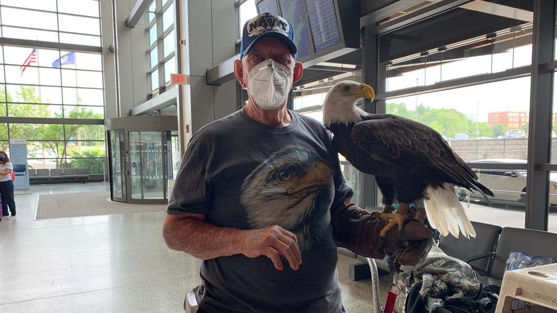 Bald eagle grounded at Portland, Maine airport tries to get home ...
