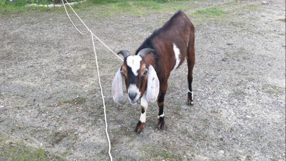Police: Goat not facing charges after chasing woman, assaulting officer ...