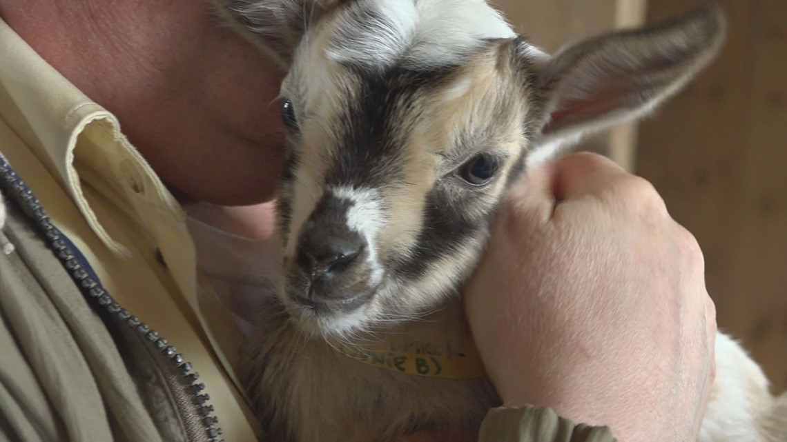 Baby goat fever in full swing at Maine farm | newscentermaine.com