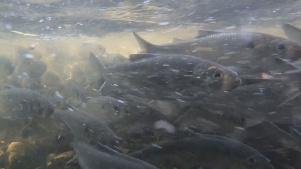 Conversation group calls for dam to act on proper fish passage ...