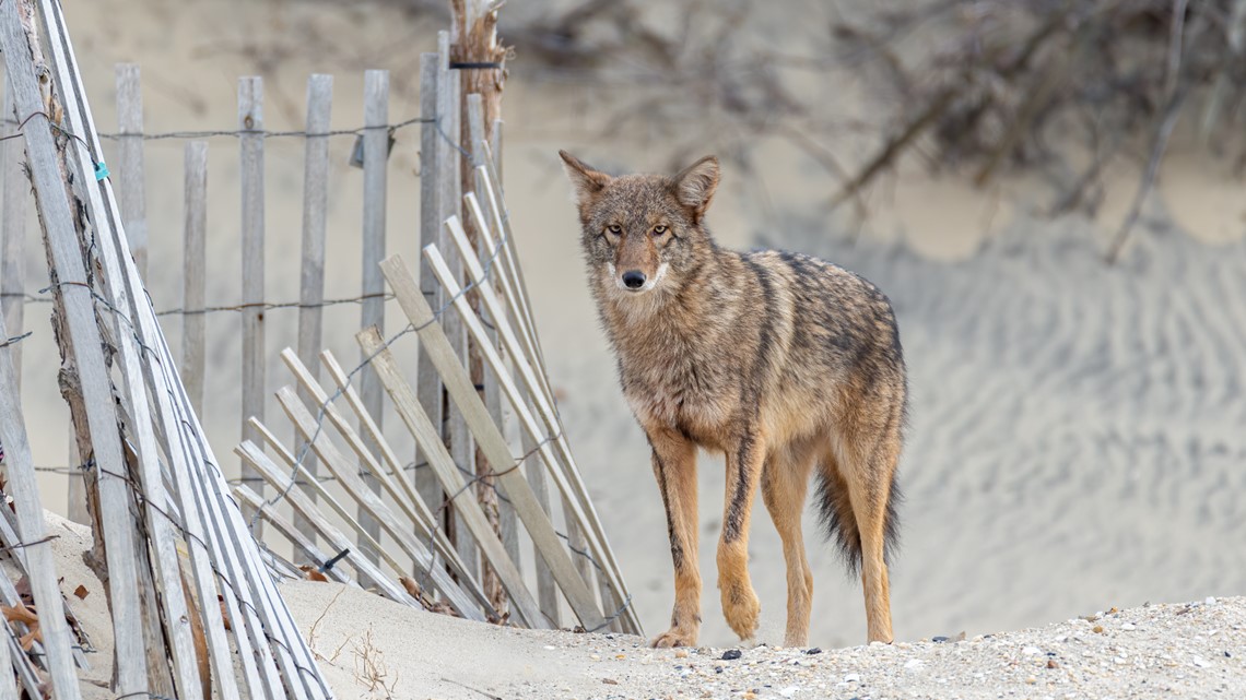 Massachusetts urges caution for dog walkers amid coyote attacks ...