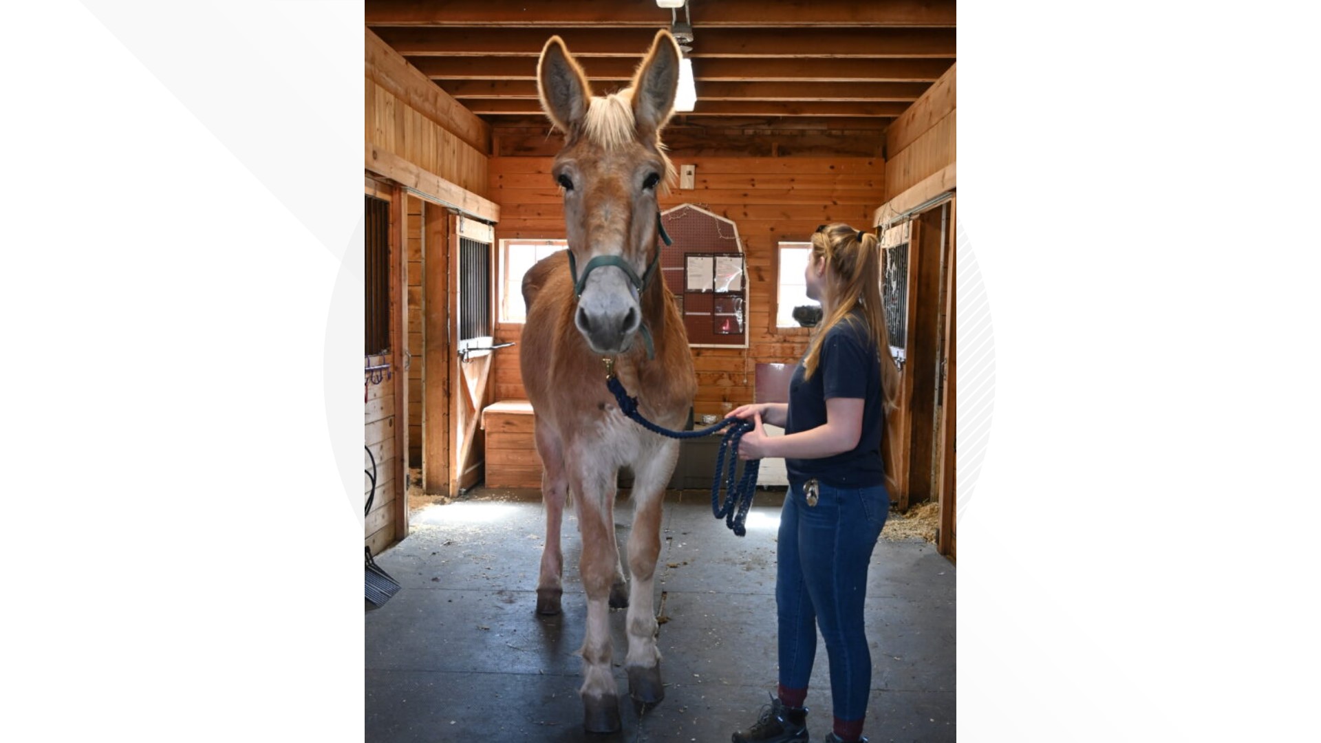 NHSPCA rescues rabbits and horses, mule in separate neglect cases ...