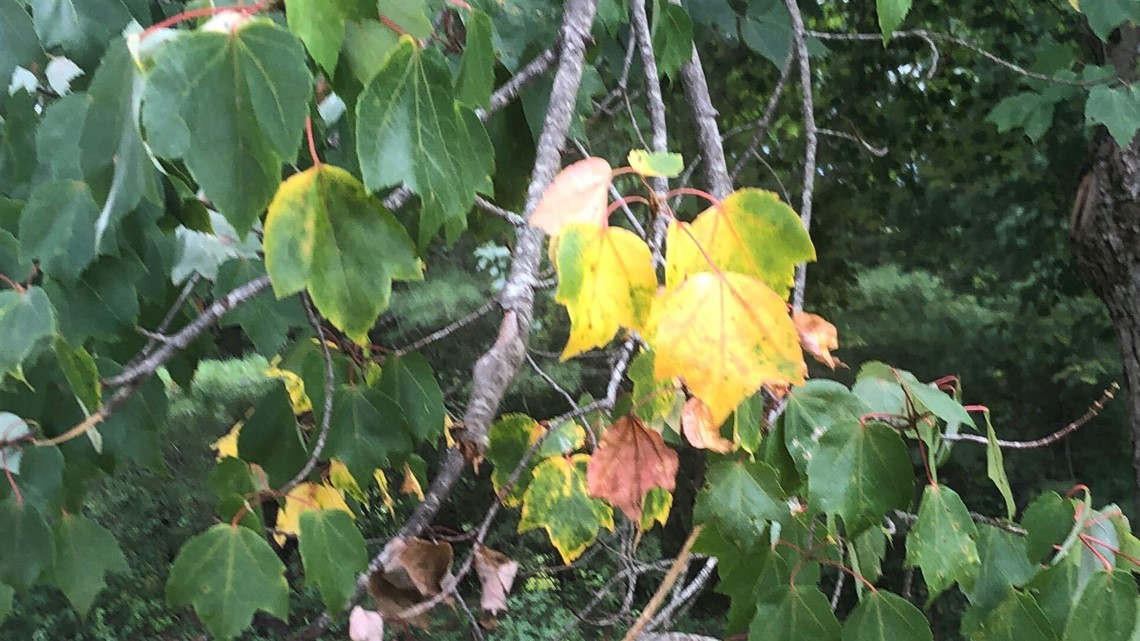 Drought stressing trees, Maine leaves changing color early ...
