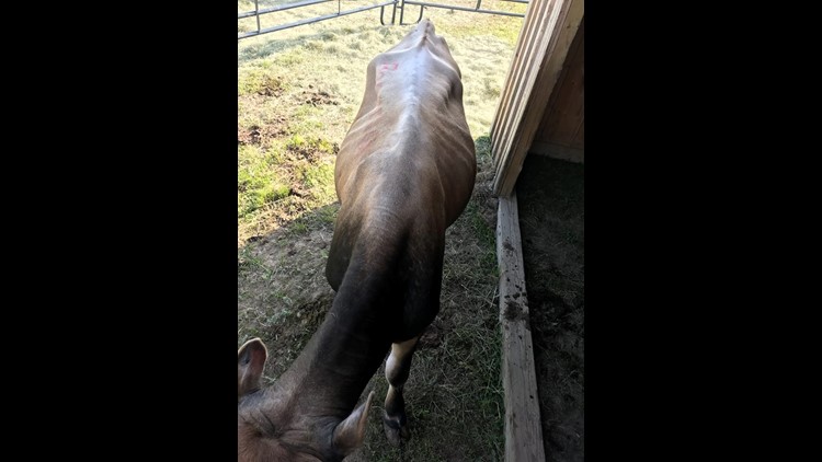 Neglected cows saved by small-town Maine nonprofit | newscentermaine.com