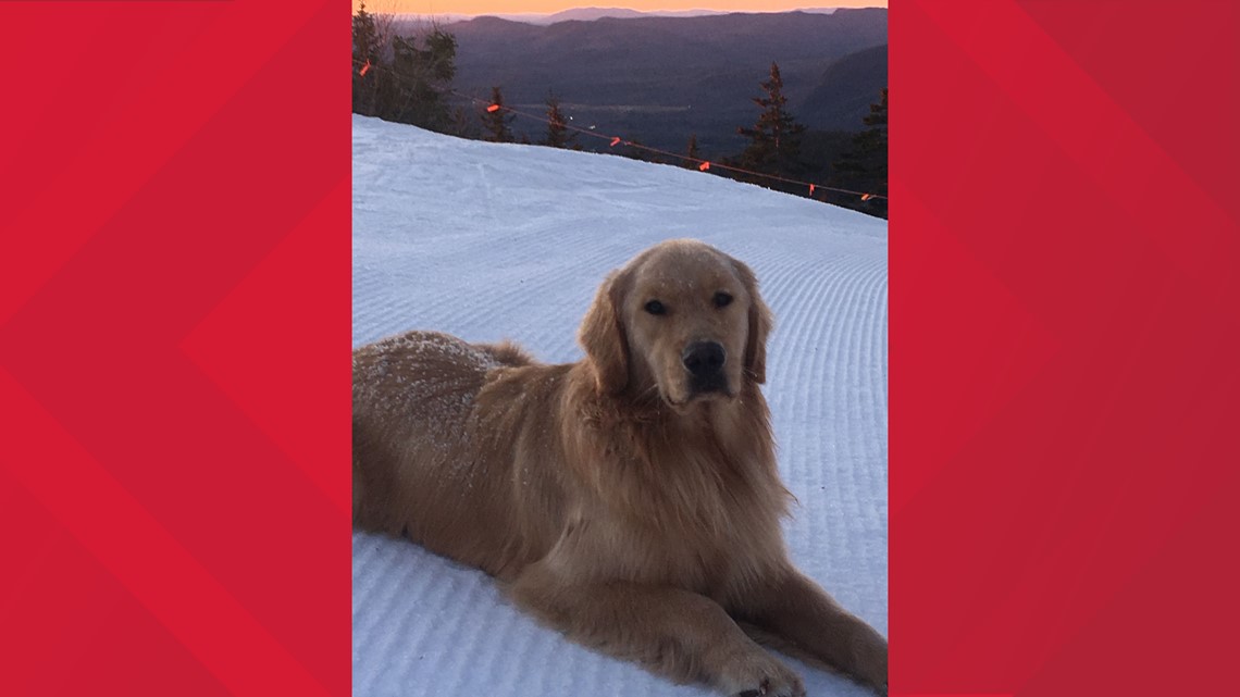Golden retrievers summit Maine mountain on winter mornings ...