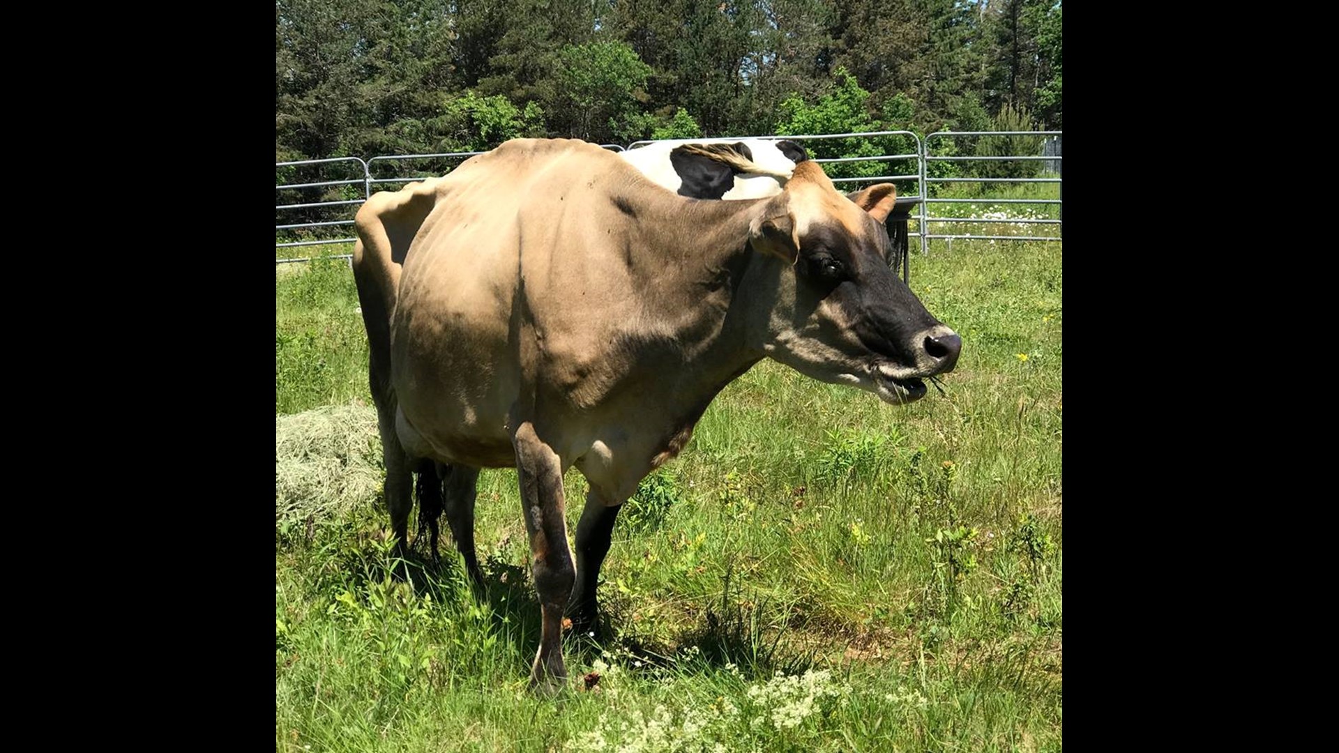 Neglected cows saved by small-town Maine nonprofit | newscentermaine.com