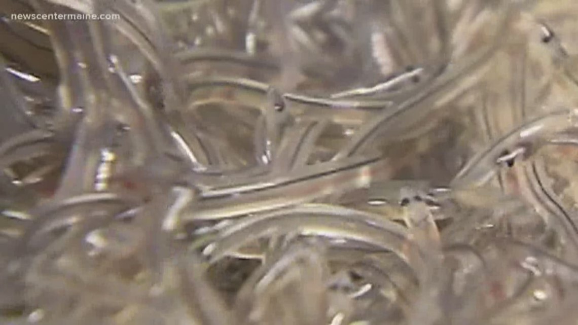 Final baby eel fishing numbers show strong season in Maine ...