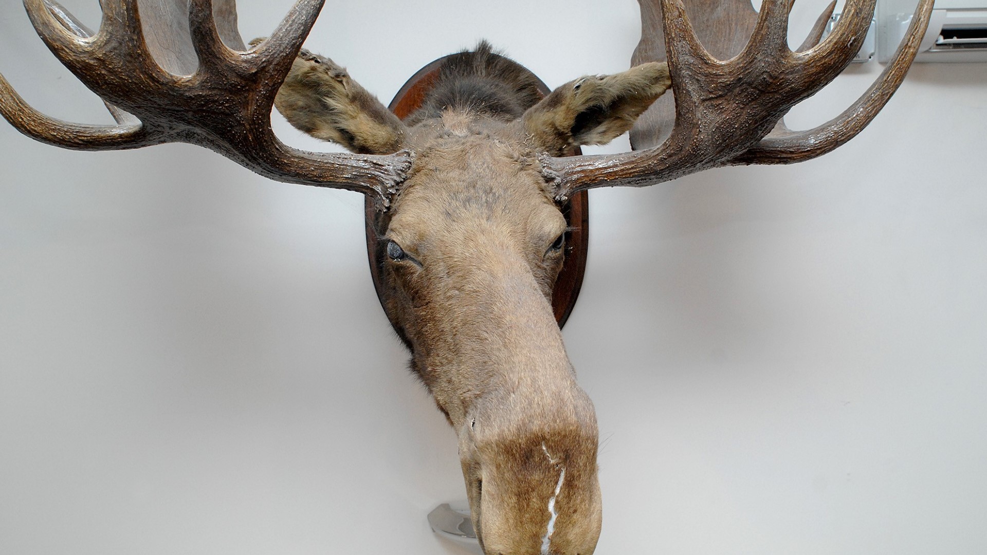 Town of Eliot auctions off 100-yr-old moose head | newscentermaine.com