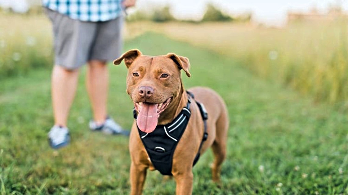 Maine couple's rescue dog becomes goes viral online | newscentermaine.com
