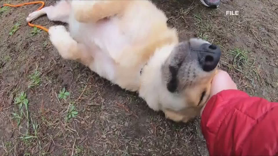 It's not just Mainers, pets are having a sniffy spring too ...